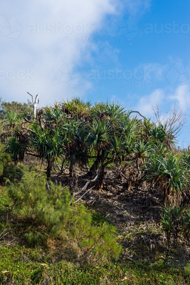 Image of Pandandus Palm on Fraser Island - Austockphoto