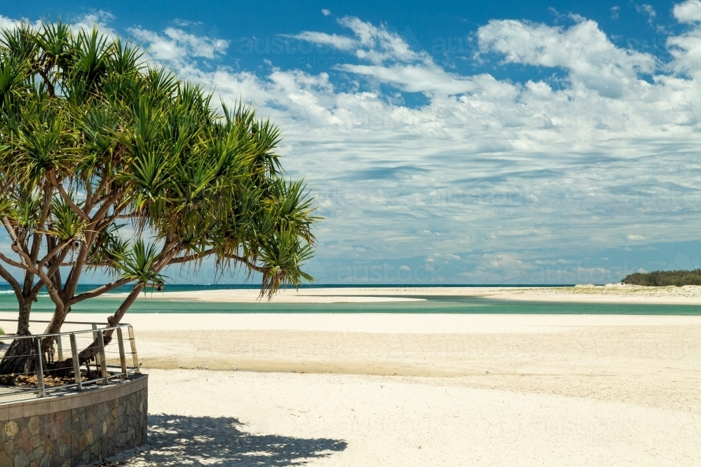 Image of Pandanus Palm and Bulcock Beach on summer day. - Austockphoto