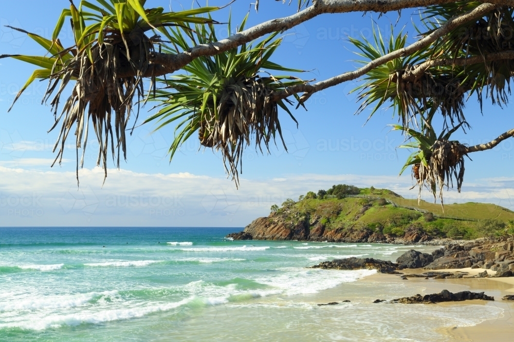 Image of Pandanus trees frame Norries Head at Cabarita Beach - Austockphoto