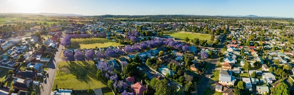 Image of panorama of aussie country town a bloom with purple jacaranda ...