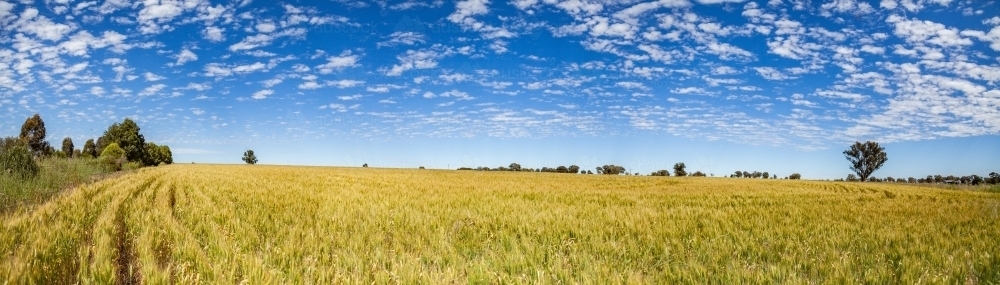 Image of Panorama of green wheat crop in a sunlit grain paddock ...