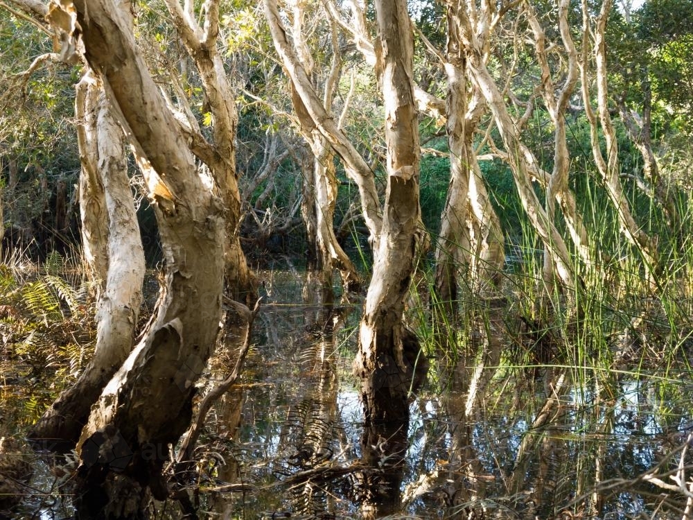 Image of Paperbark trees in a coastal swamp - Austockphoto