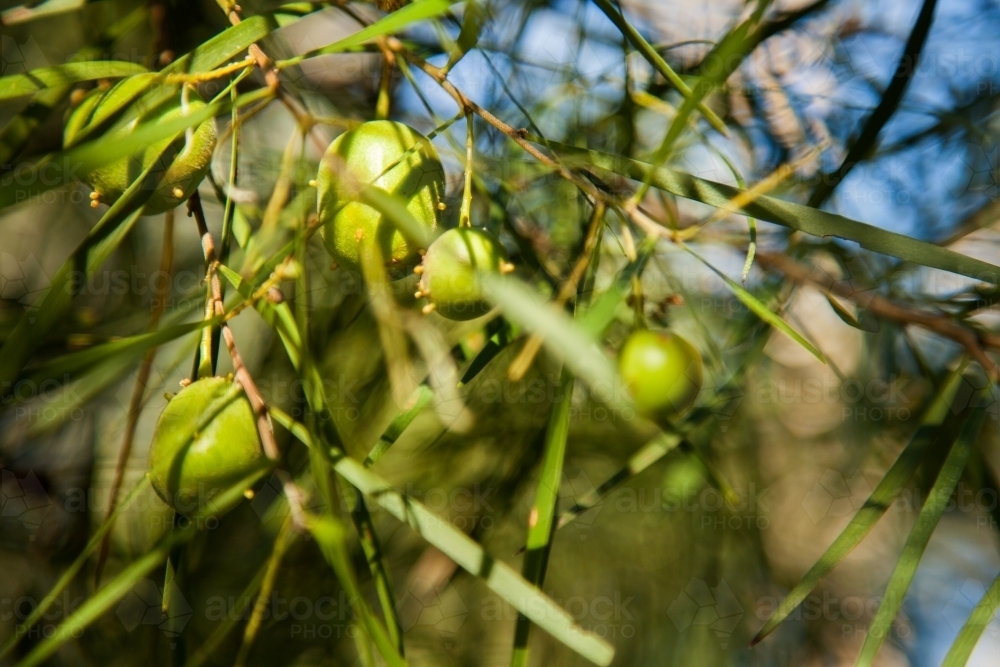 Image of Parasitic green sap sucking blobs on a wattle bush - Austockphoto