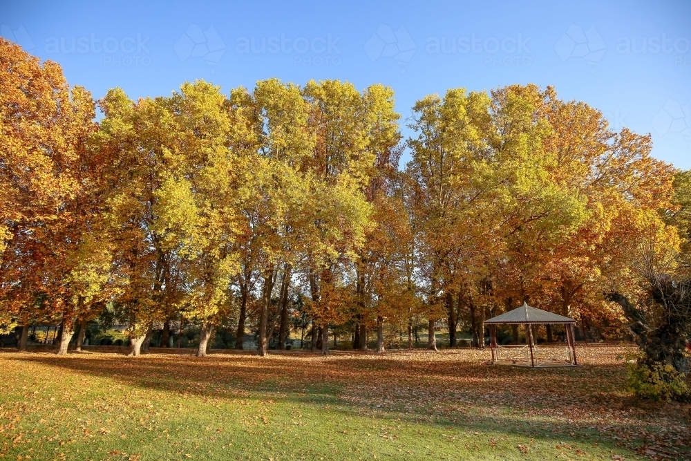 Image of Park full of deciduous trees with leaves turning yellow and ...