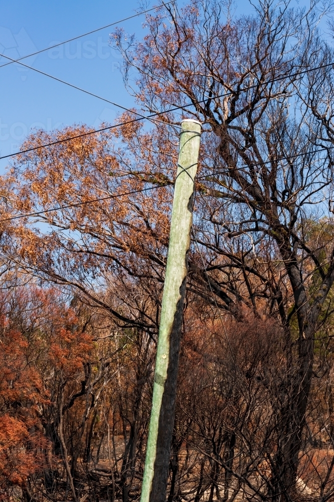 Image of Partiality burnt electricity pole with burned out forest ...