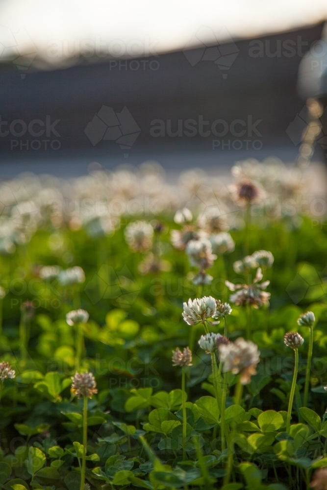 Image of Patch of flowering clover by the roadside - Austockphoto