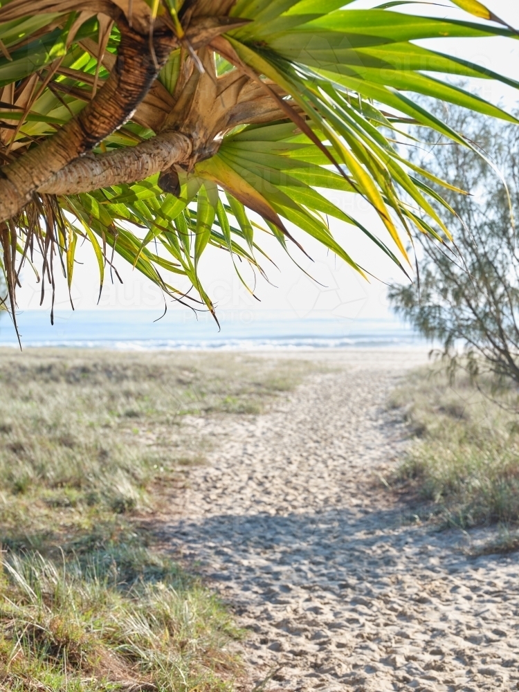 Image of Pathway to beach through grass - Austockphoto