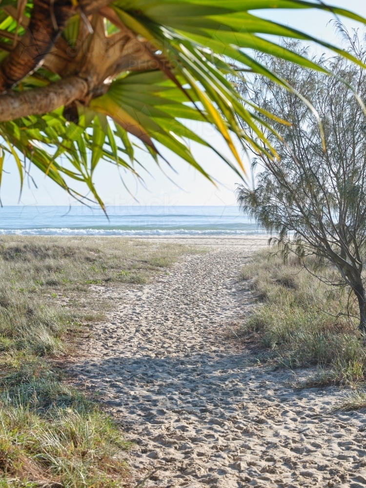 Image of Pathway to beach through grass - Austockphoto