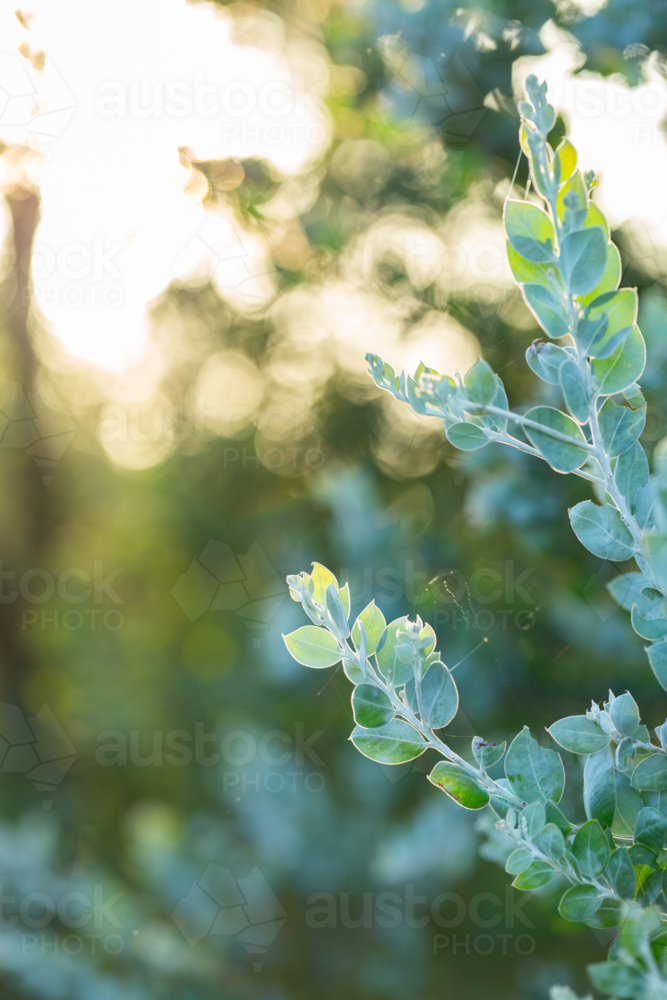 Image of Pearl Wattle plant with soft blue leaves in Australian ...