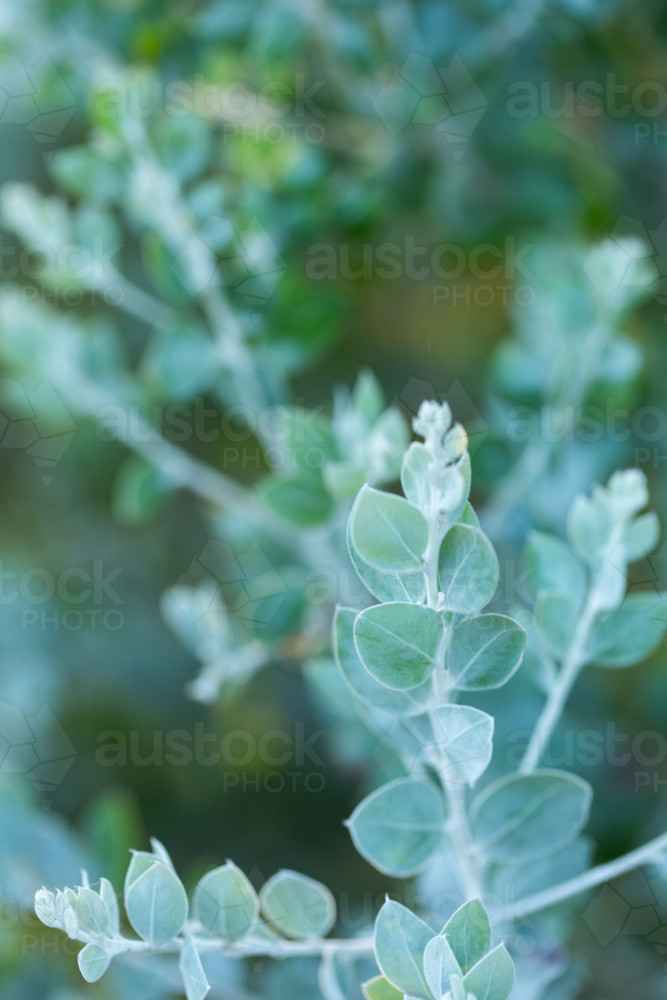 Image of Pearl Wattle plant with soft blue leaves in Australian ...
