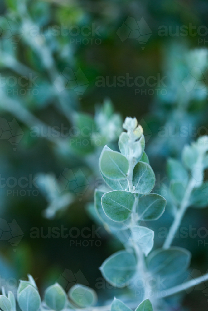 Image of Pearl Wattle plant with soft blue leaves in Australian ...