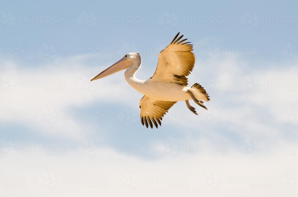 Image of Pelican flying - Austockphoto