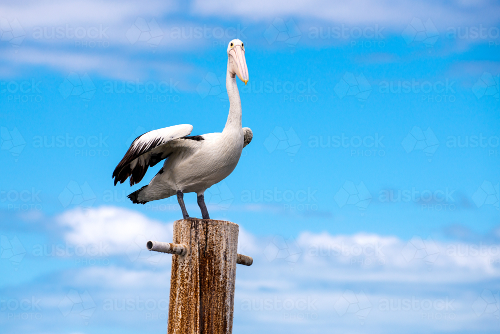 Image of Pelican perched on a weathered post against a clear blue sky ...