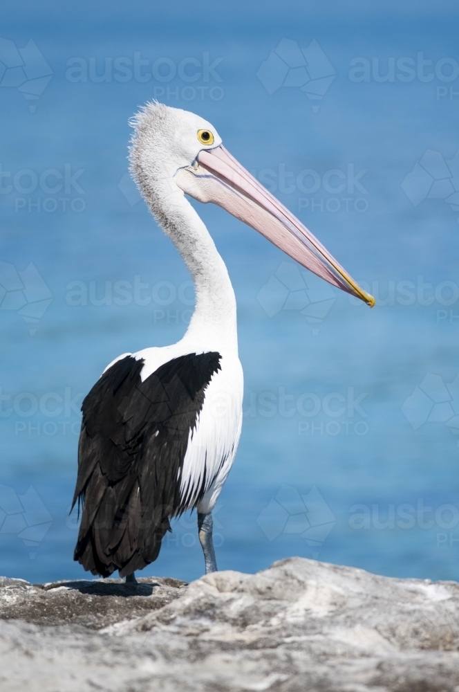 Image of Pelican portrait with blue background - Austockphoto