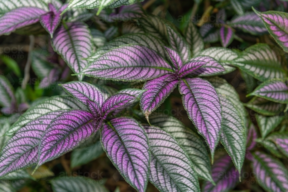 Image of Persian Shield plant - Austockphoto