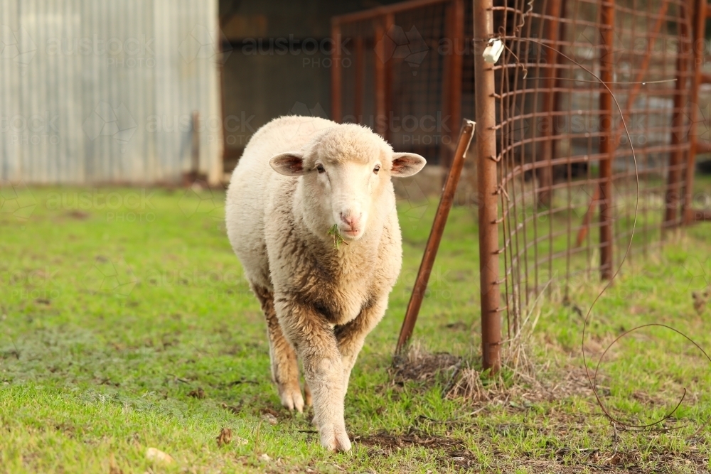 Image of Pet sheep walking along in Aussie backyard on farm - Austockphoto