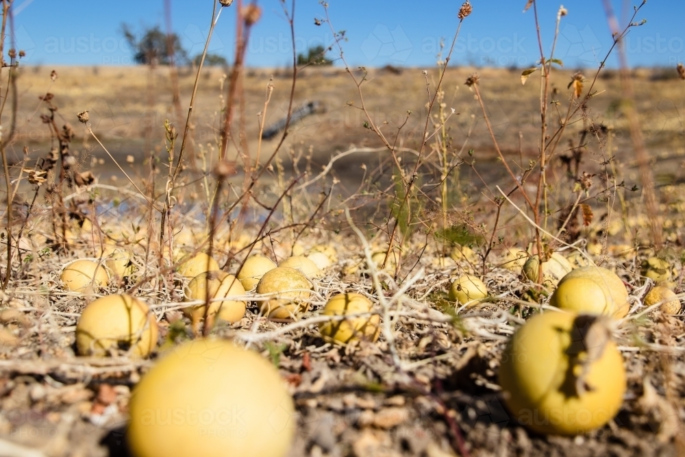 Image of Pie Melons at a dam - Austockphoto