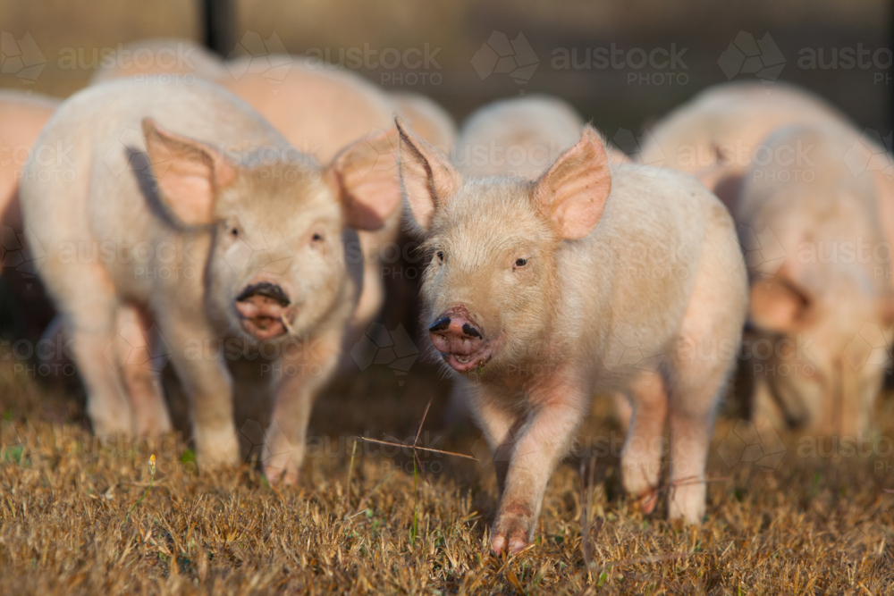 Image of Piglets roaming free on the grass field - Austockphoto