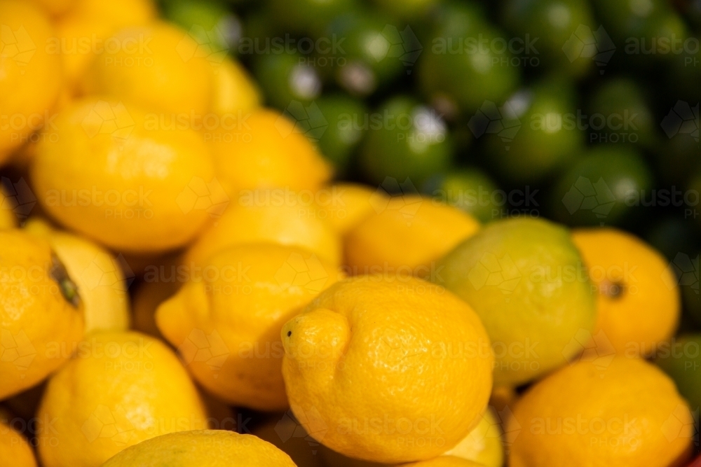 Image of pile of lemons for sale with limes in the background ...