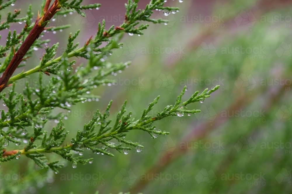 Image of pine frond with dew drops - Austockphoto