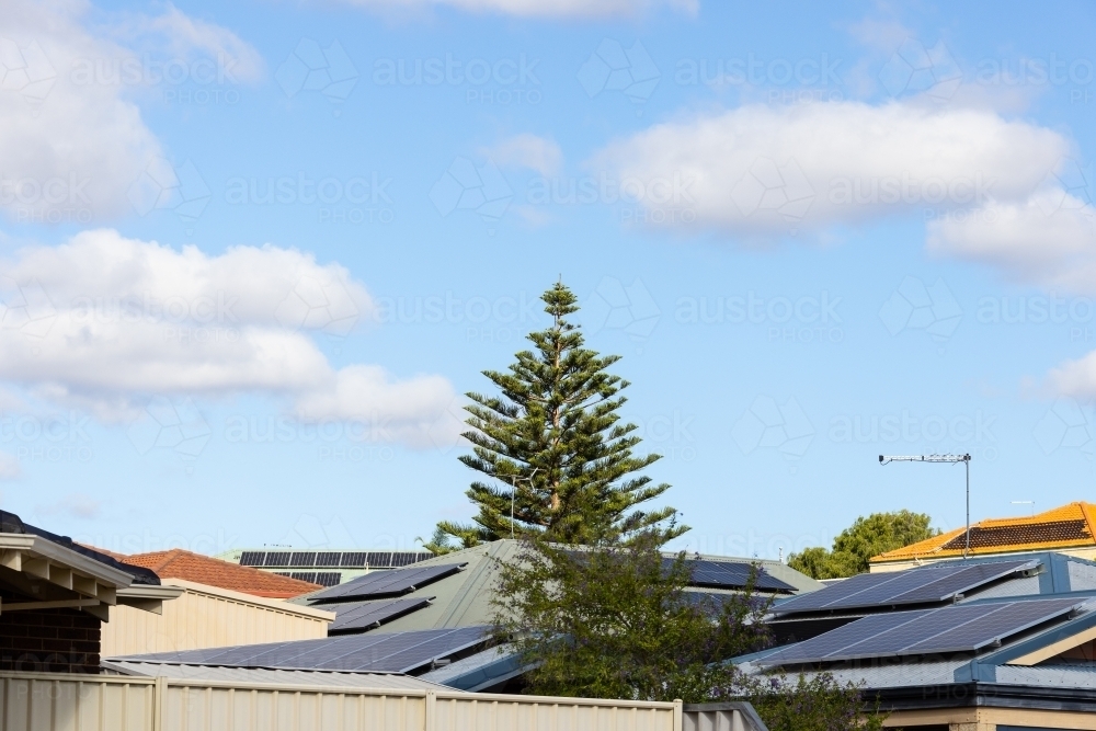 Image of pine trees emerging through rooftops in suburb with rooftop ...