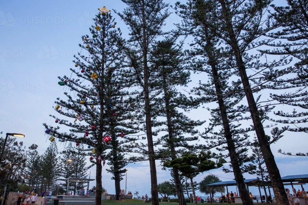 Image of pine trees near the beach at dusk one is decorated for ...
