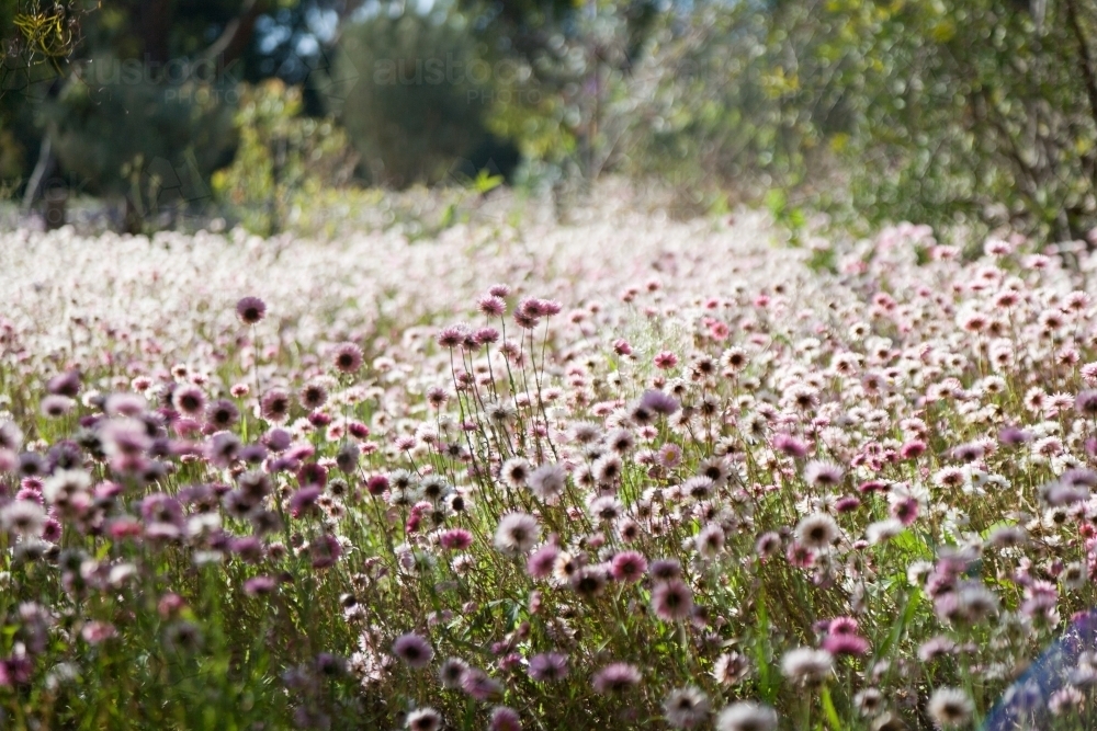 Image of Pink and white everlasting daisies in Perth, Western Australia ...