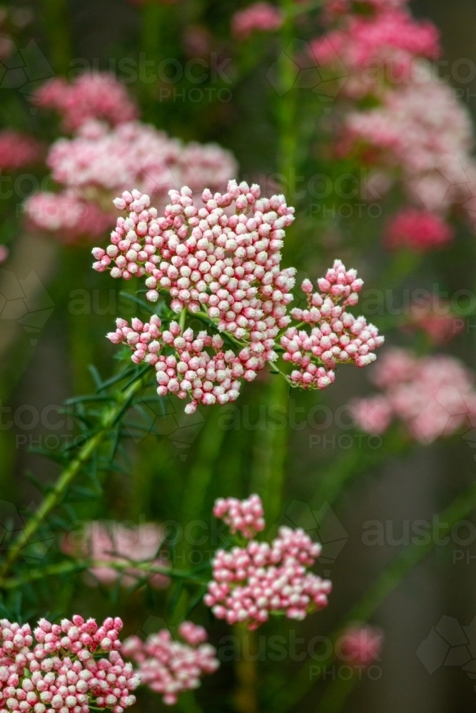 Image of Pink and white flowers of a native rice flower plant ...