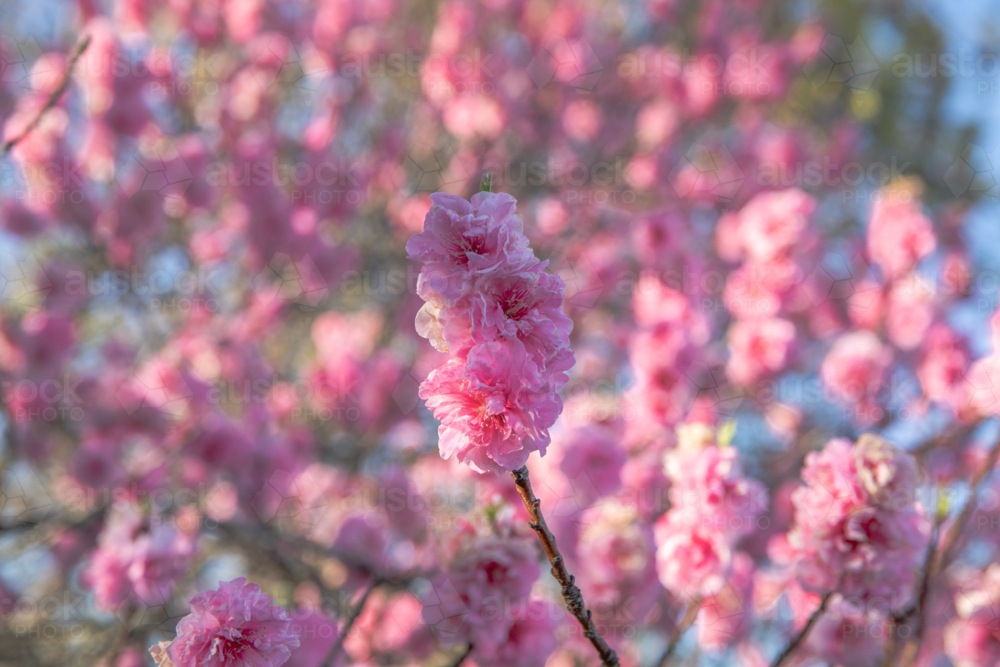 Image of Pink blossoms - Austockphoto