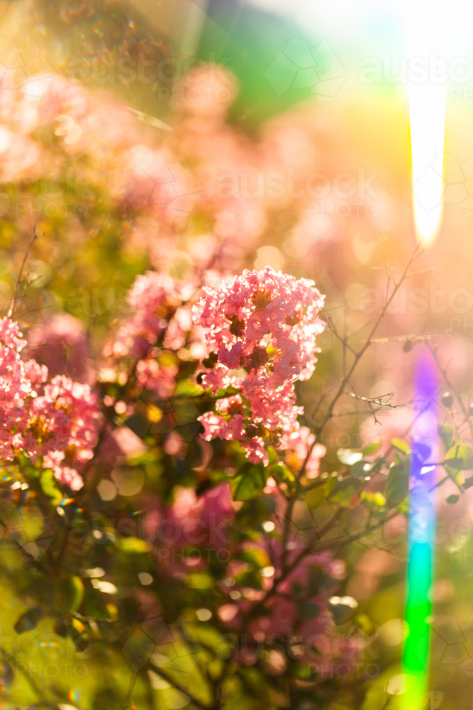 Image of pink crepe myrtle bush flowers in sparkling sunset light ...