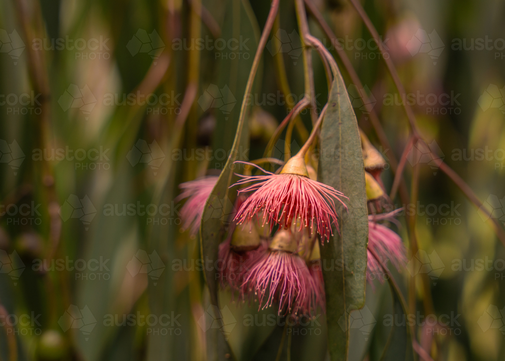 Image of Pink eucalyptus flowers on a Red Ironbark tree (Eucalytpus ...