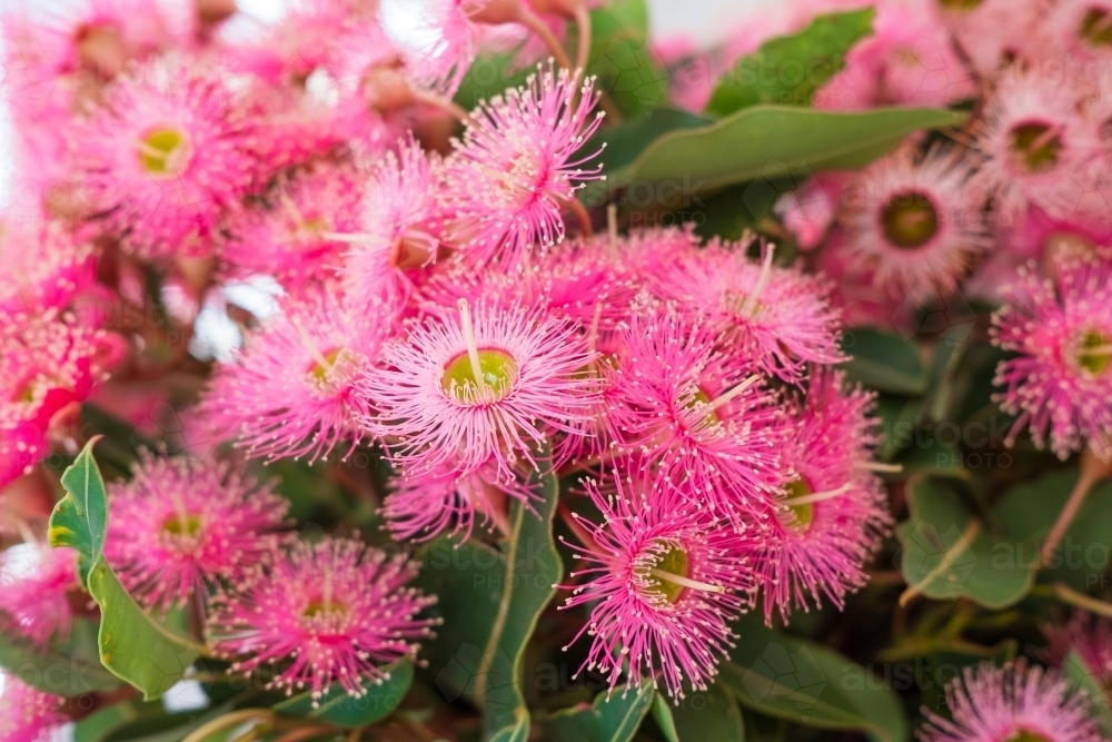 Image of Pink flowering gum. - Austockphoto