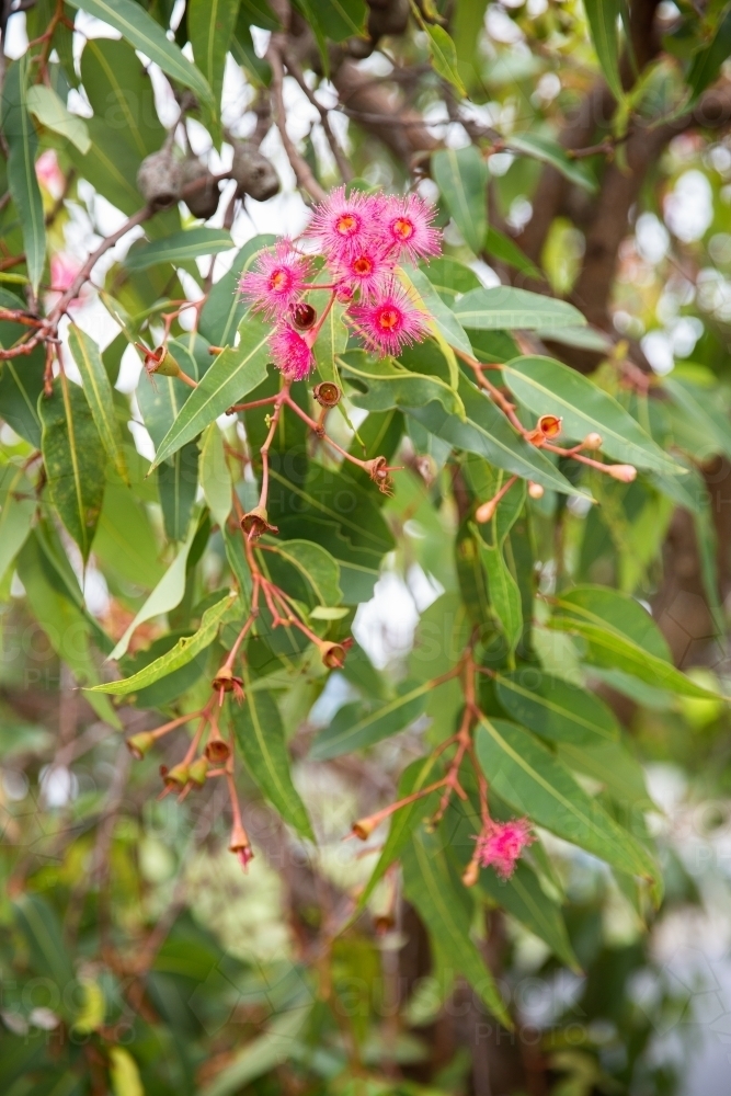 Image of pink flowering gum blossoms and gum nuts - Austockphoto
