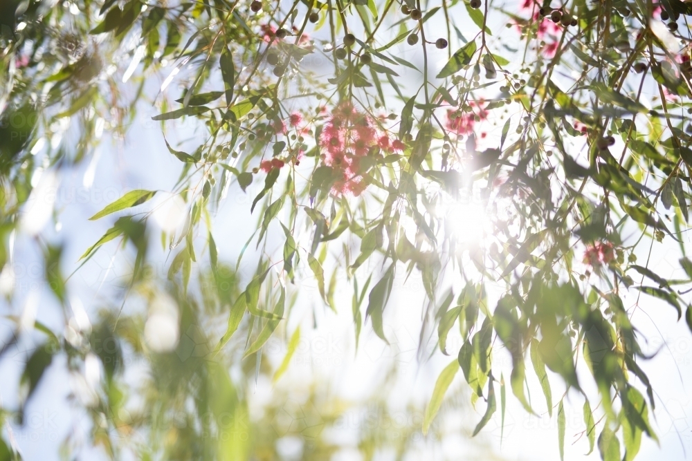 Image of Pink flowering gum tree with sun flare - Austockphoto