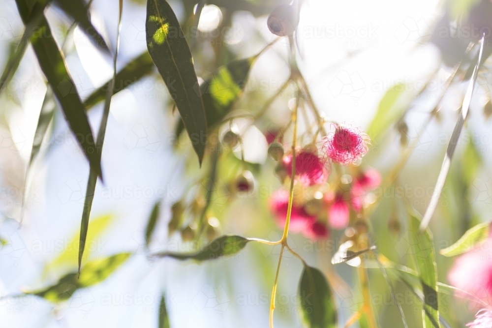 Image of Pink flowering gum tree with sun flare - Austockphoto