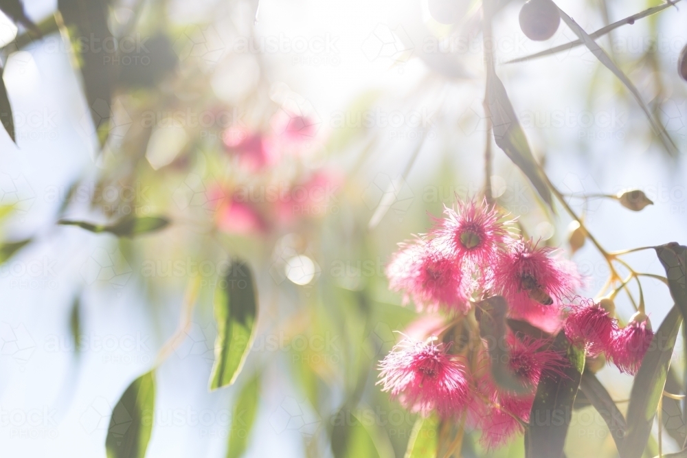 Image of Pink flowering gum tree with sun flare - Austockphoto