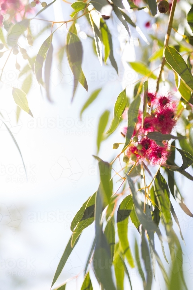Image of Pink flowering gum tree with sun flare - Austockphoto