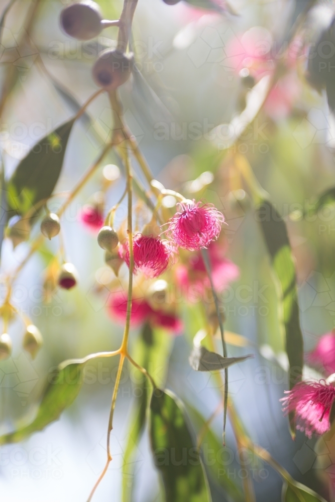 Image of Pink flowering gum tree with sun flare - Austockphoto