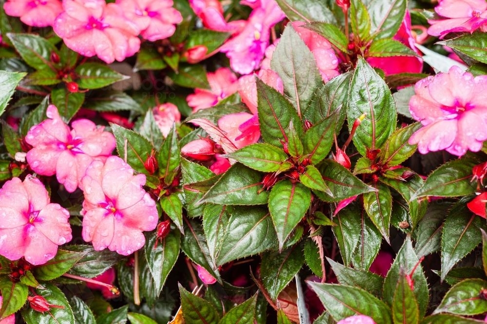 Image of pink flowers, impatiens - Austockphoto