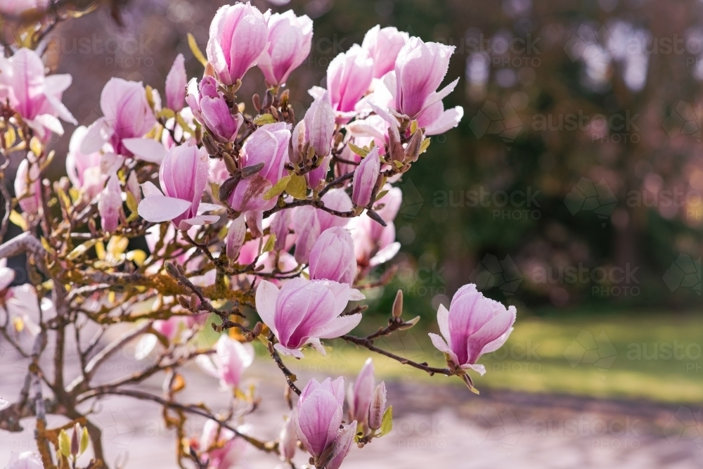 Image of pink flowers on a chinese magnolia tree in spring - Austockphoto