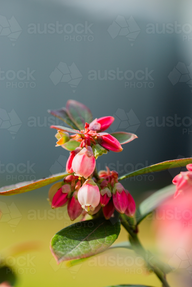 Image of Pink flowers on blueberry bush plant in garden - Austockphoto