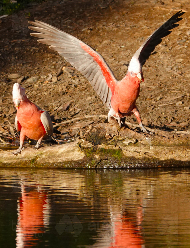 Image of Pink galah flapping wings by the water - Austockphoto