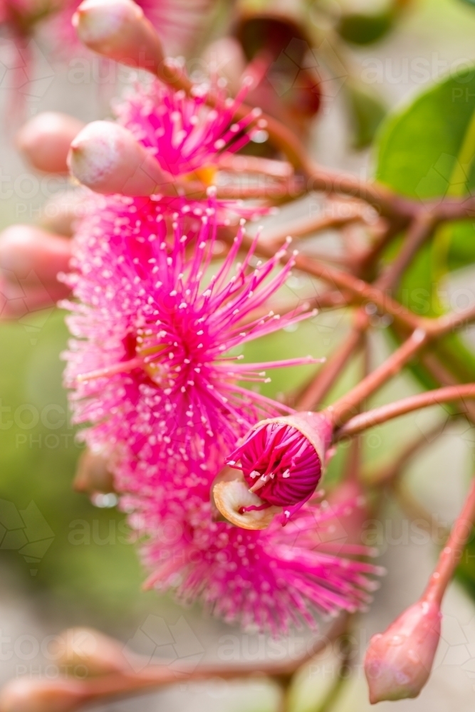 Image of pink gum blossoms bursting from pod on australian eucalyptus ...