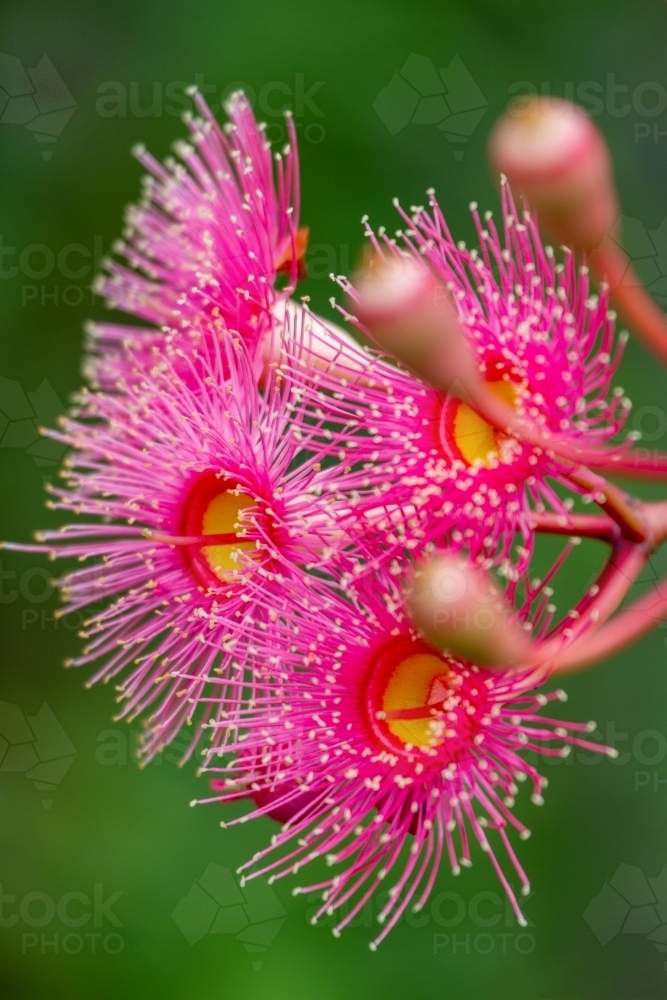 Image of Pink gum blossoms cluster on green background. - Austockphoto