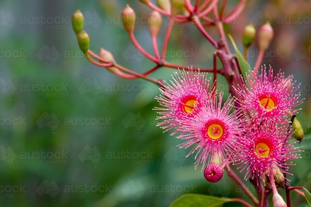 Image of Pink gum blossoms with green background. - Austockphoto