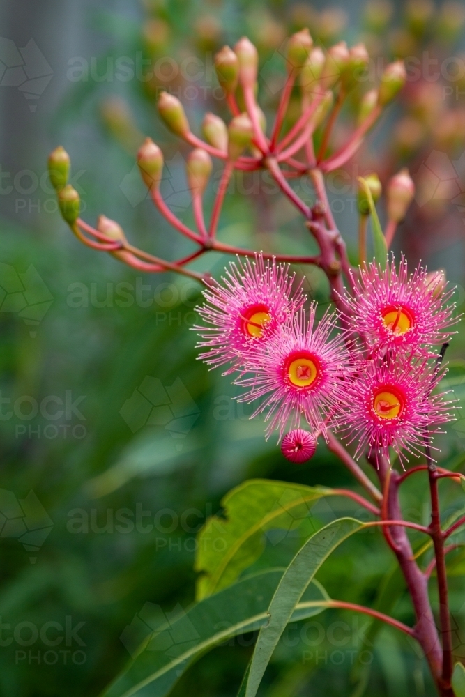 Image of Pink gum blossoms with green background - Austockphoto