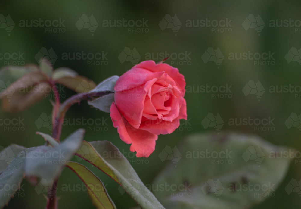 Image of Pink rose - Austockphoto