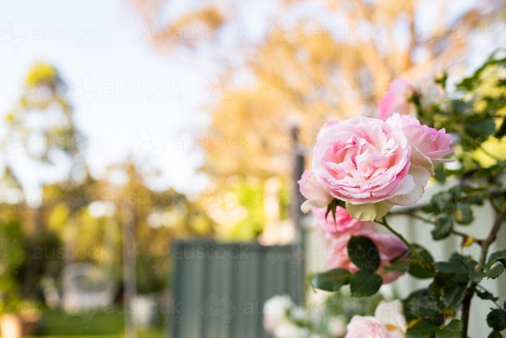 Image of Pink rose bush in garden with large blooms - Austockphoto