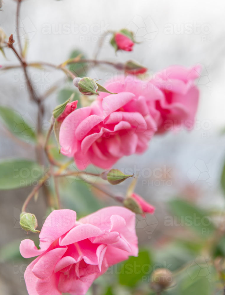 Image of Pink roses in a country garden - Austockphoto