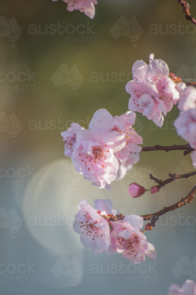 Image of Pink spring blossoms - Austockphoto